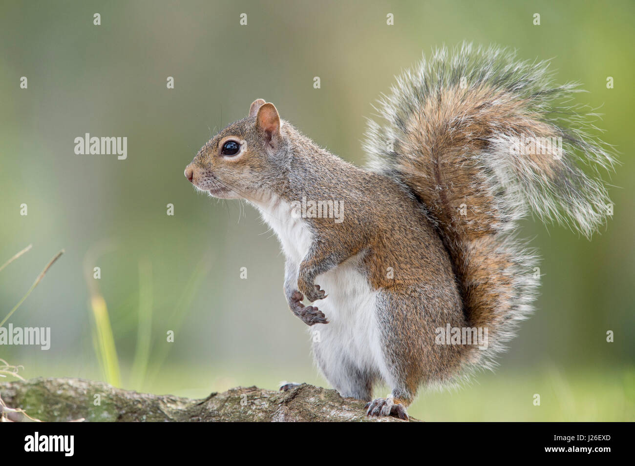 Tail curled hi-res stock photography and images - Alamy