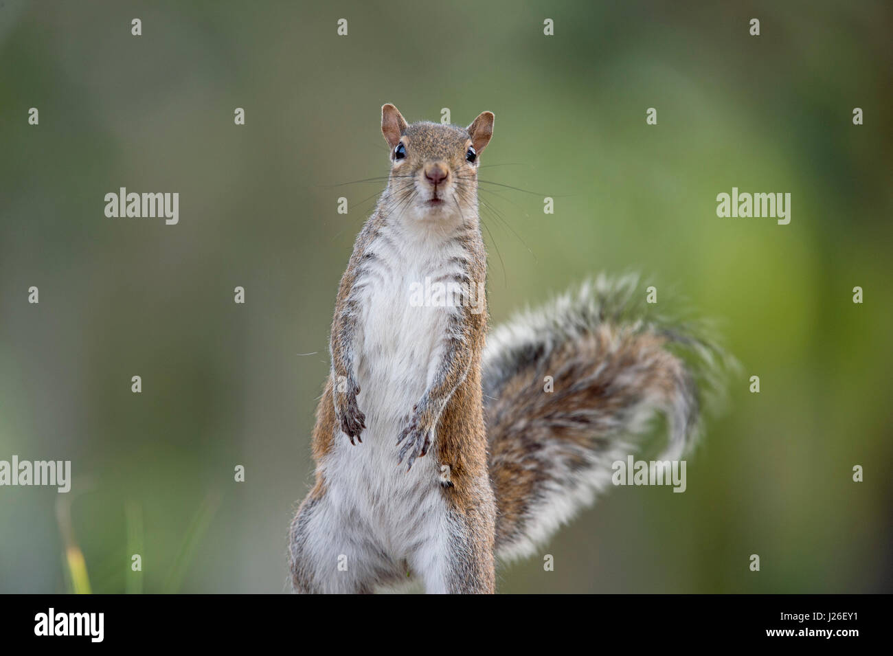 A Gray Squirrel stands tall with an alert look in soft light with a ...