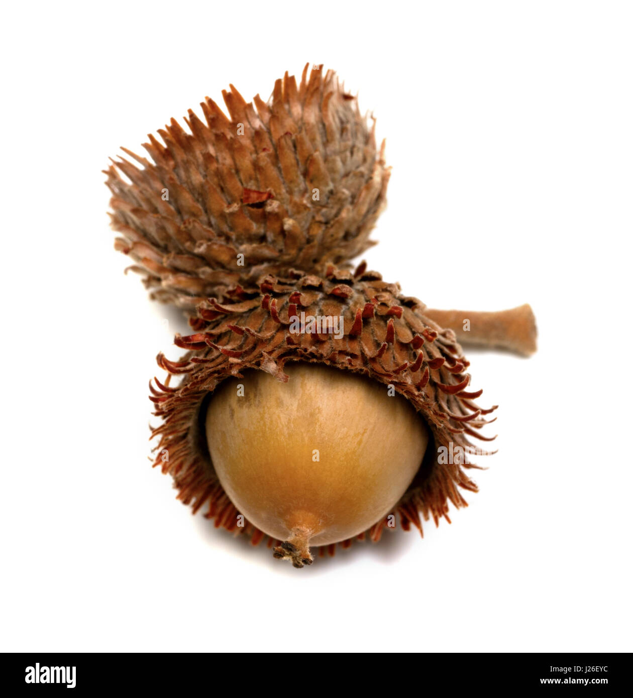 Autumn oak acorn isolated on white background. Close-up view Stock ...