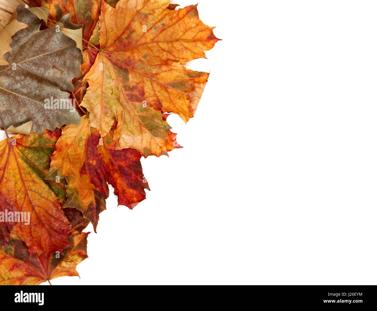 Autumn multicolor maple leafs. Isolated on white background with copy ...