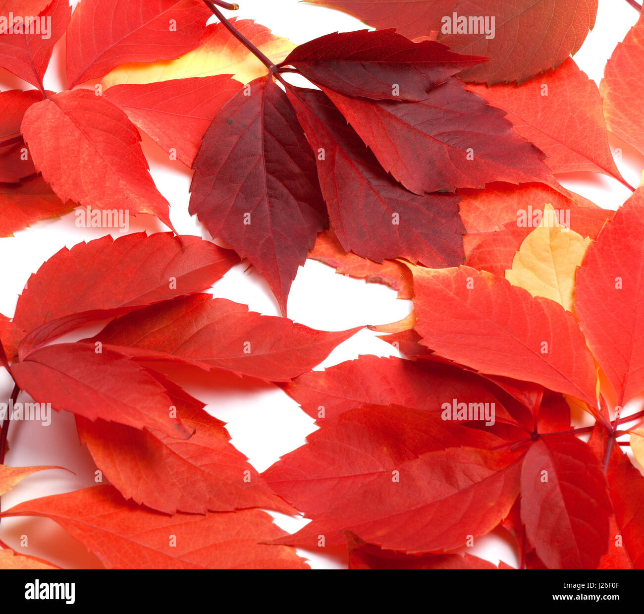 Scattered red autumn leaves. Virginia creeper leaves. Natural ...