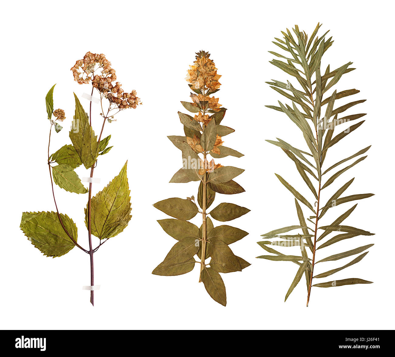 Set of wild dry pressed flowers and leaves, isolated Stock Photo - Alamy