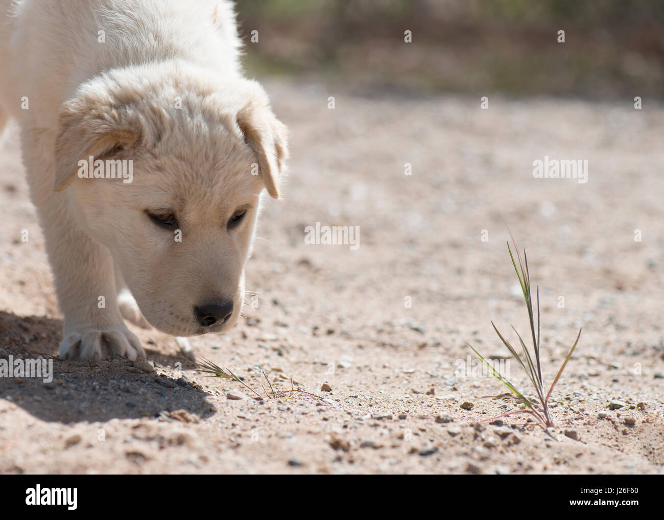 inquisitive young puppy exploring the outside for the first time ...