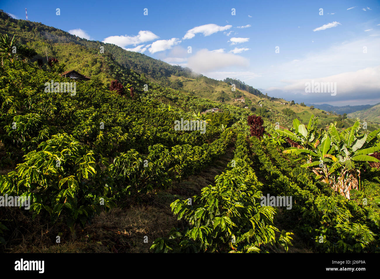 Fields of cofee in a coffee farm in Caldas Stock Photo - Alamy