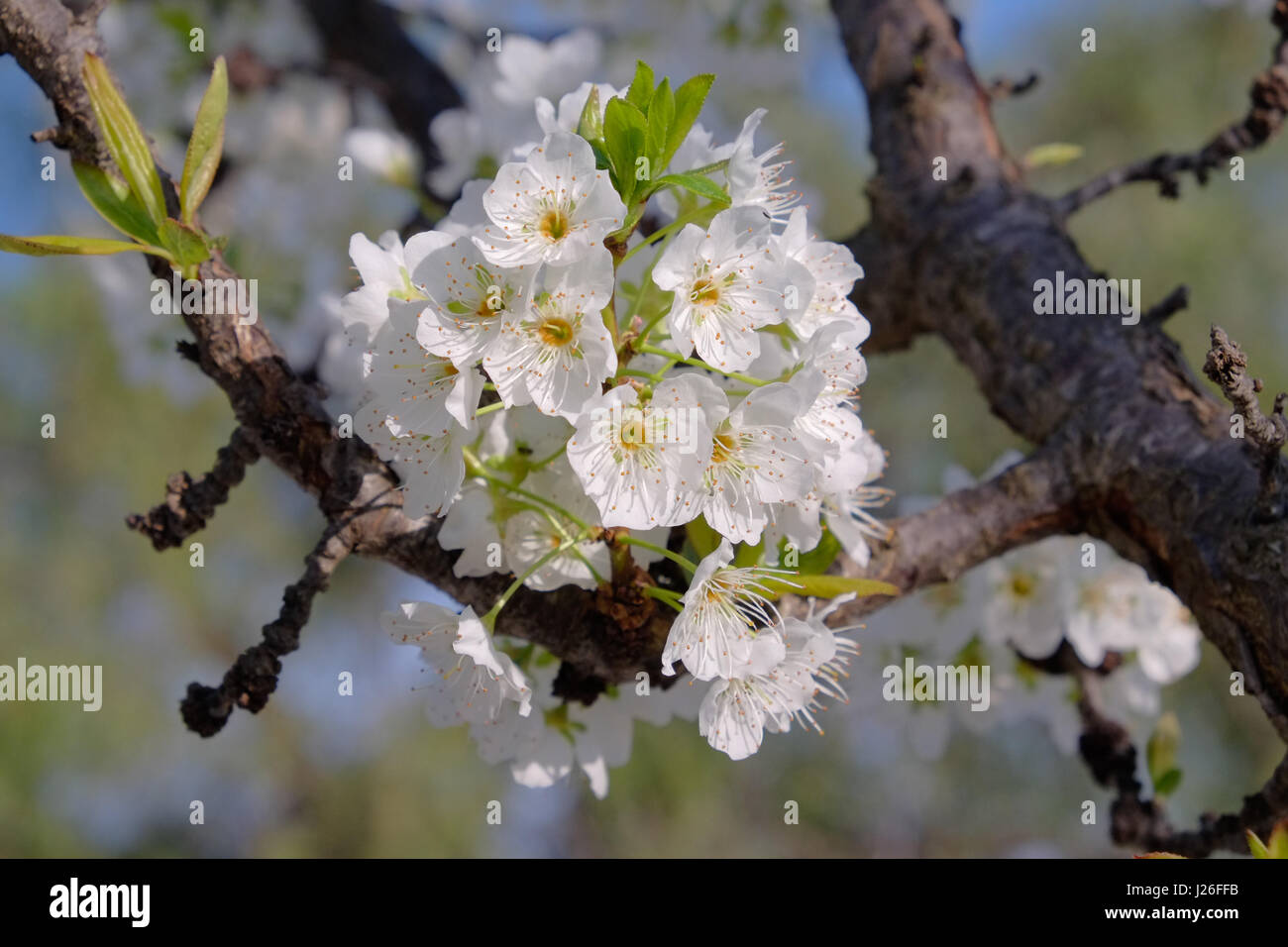 Plum tree in full blossom -2 Stock Photo - Alamy