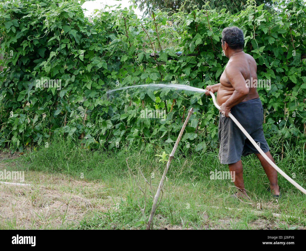 Thai fat man older work watering to plant and vegetable in garden at ...