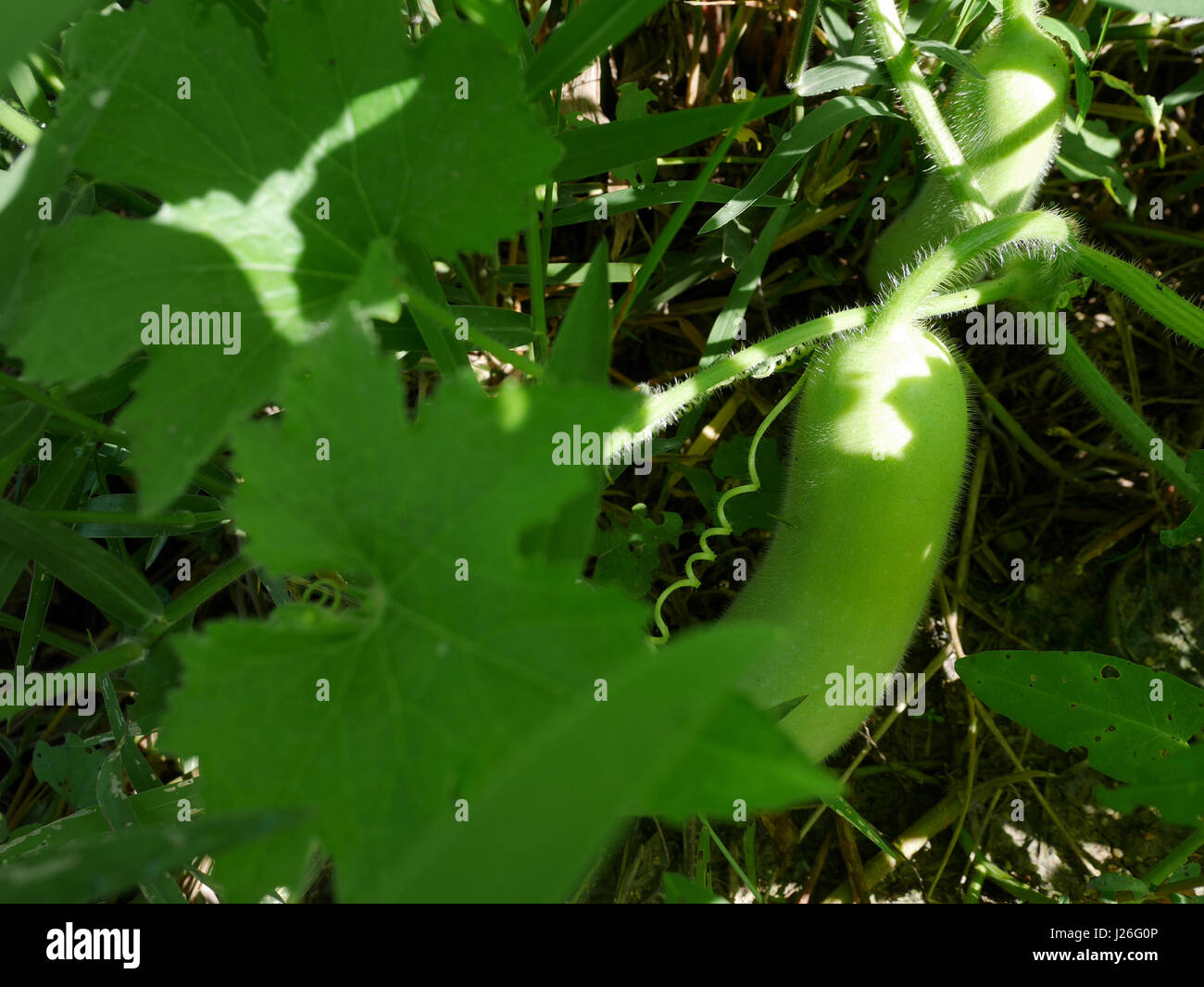 Agriculture winter melon or ash white gourd or tallow gourd or Chinese ...