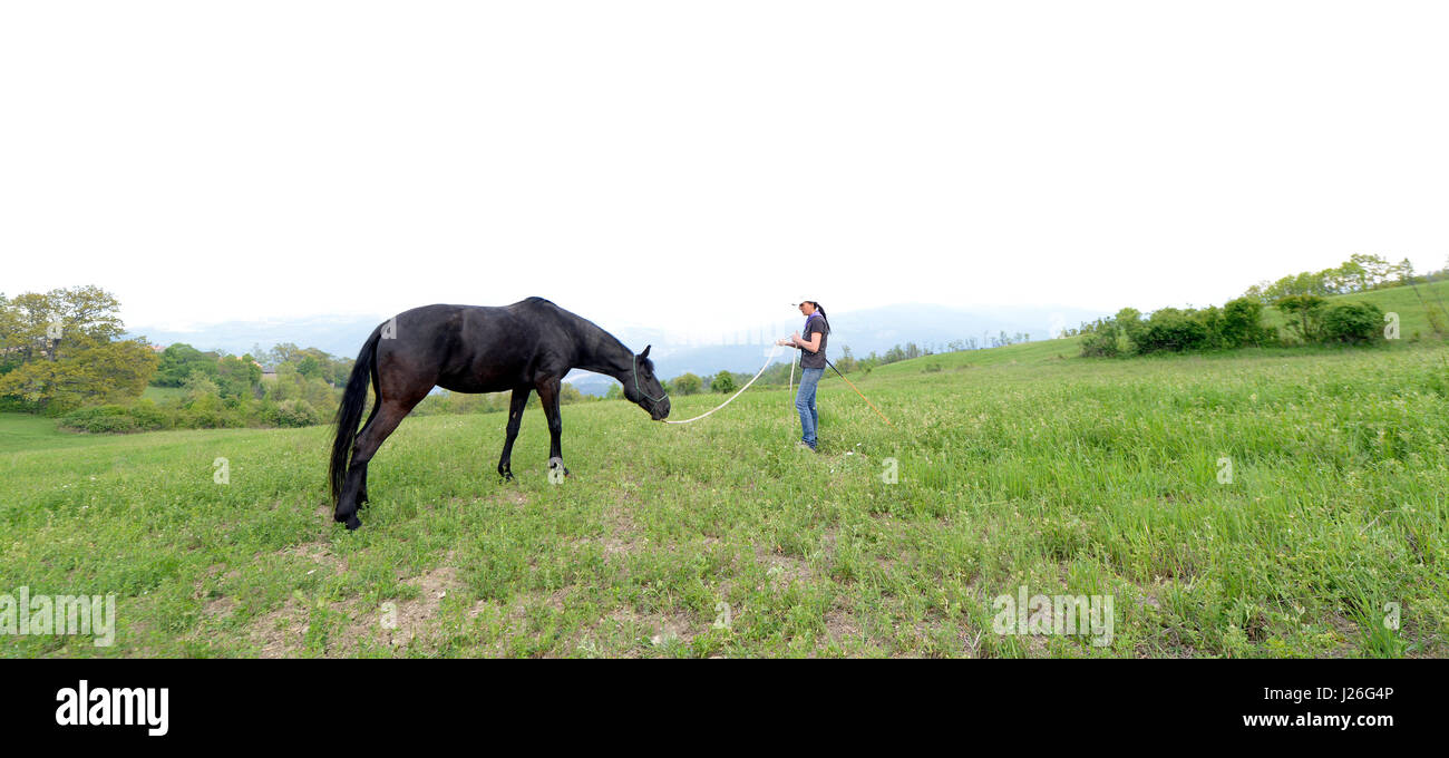 Woman train horse in a meadow Stock Photo - Alamy
