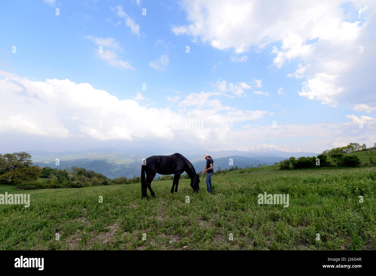 Woman train horse in a meadow Stock Photo - Alamy
