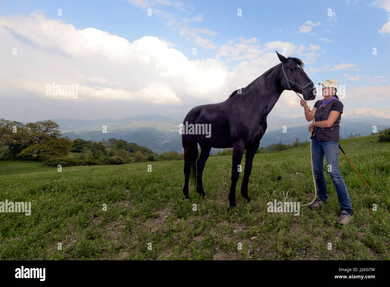 Woman train horse in a meadow Stock Photo - Alamy