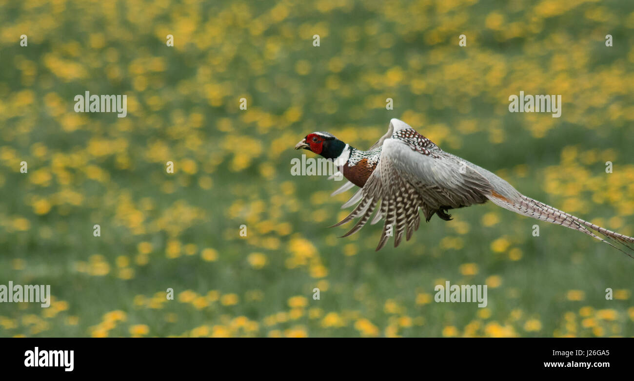 Pheasant Taking Off