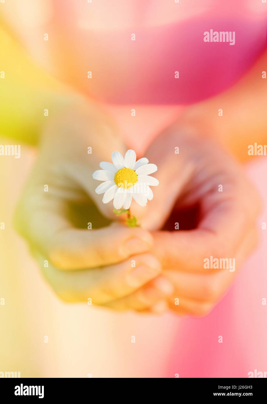Female hands holding a beautiful daisy under a sunny day Stock Photo ...