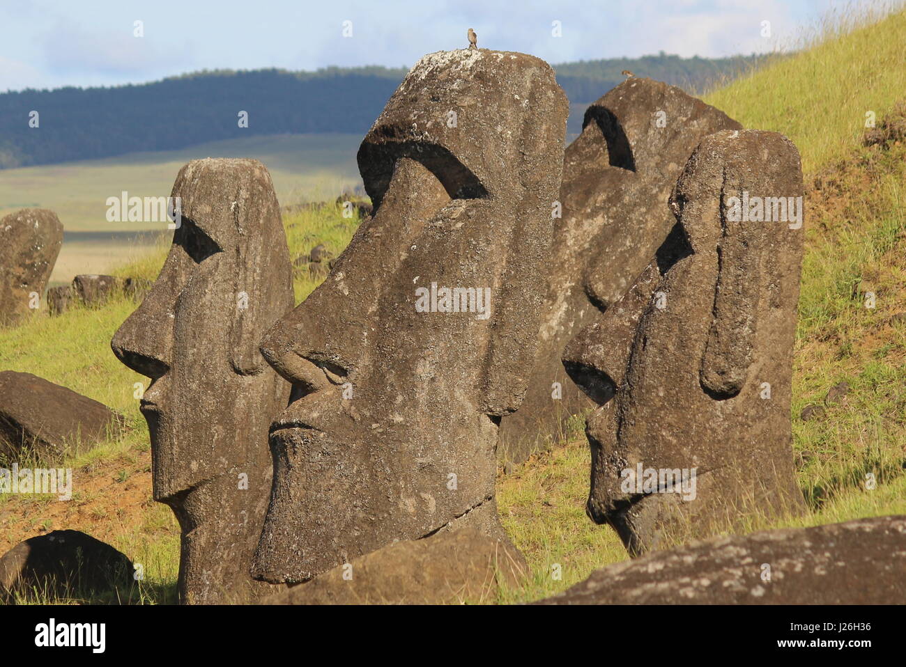 Four heads of Maoi on Easter Island Stock Photo - Alamy
