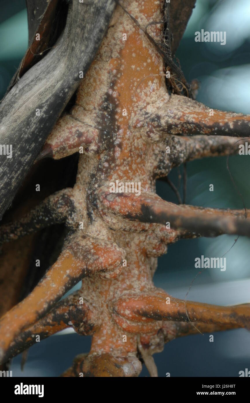 coconut branch mauritius Stock Photo - Alamy
