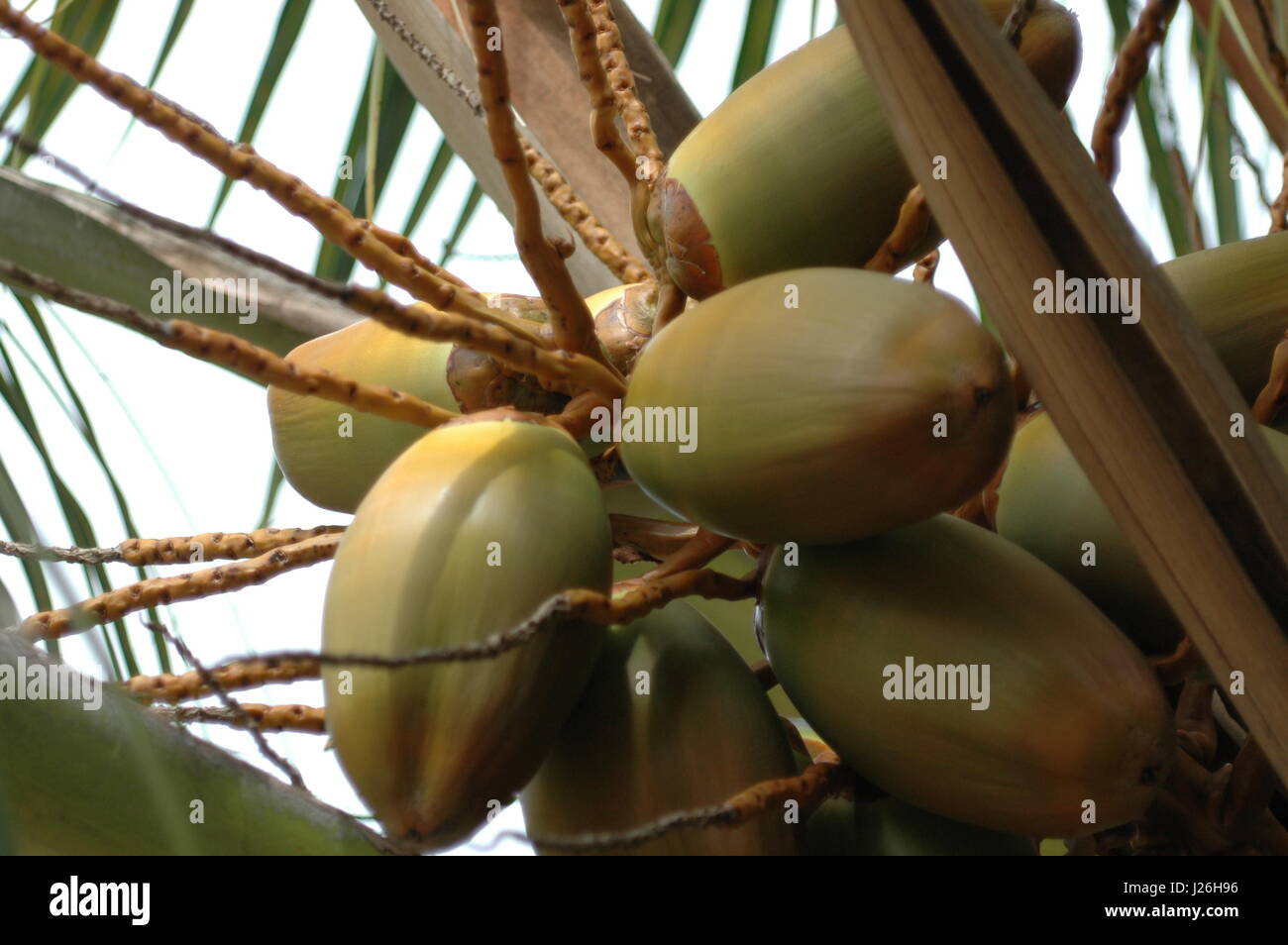 coconut tree mauritius Stock Photo - Alamy