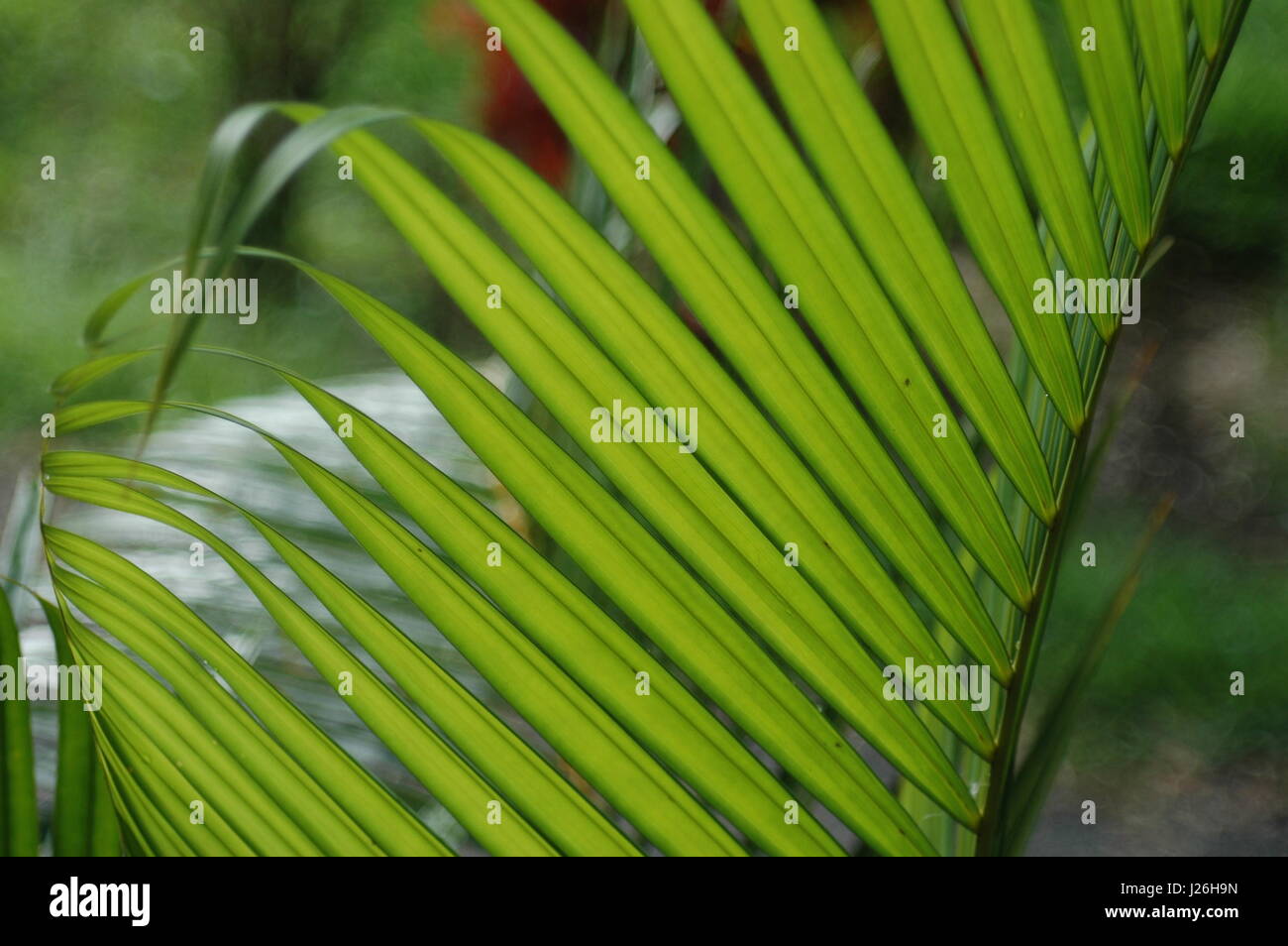 tropical palm tree leaf mauritius Stock Photo - Alamy