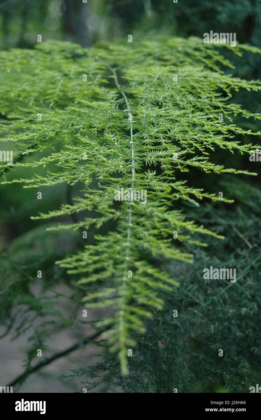 Long thin leaves hi-res stock photography and images - Alamy