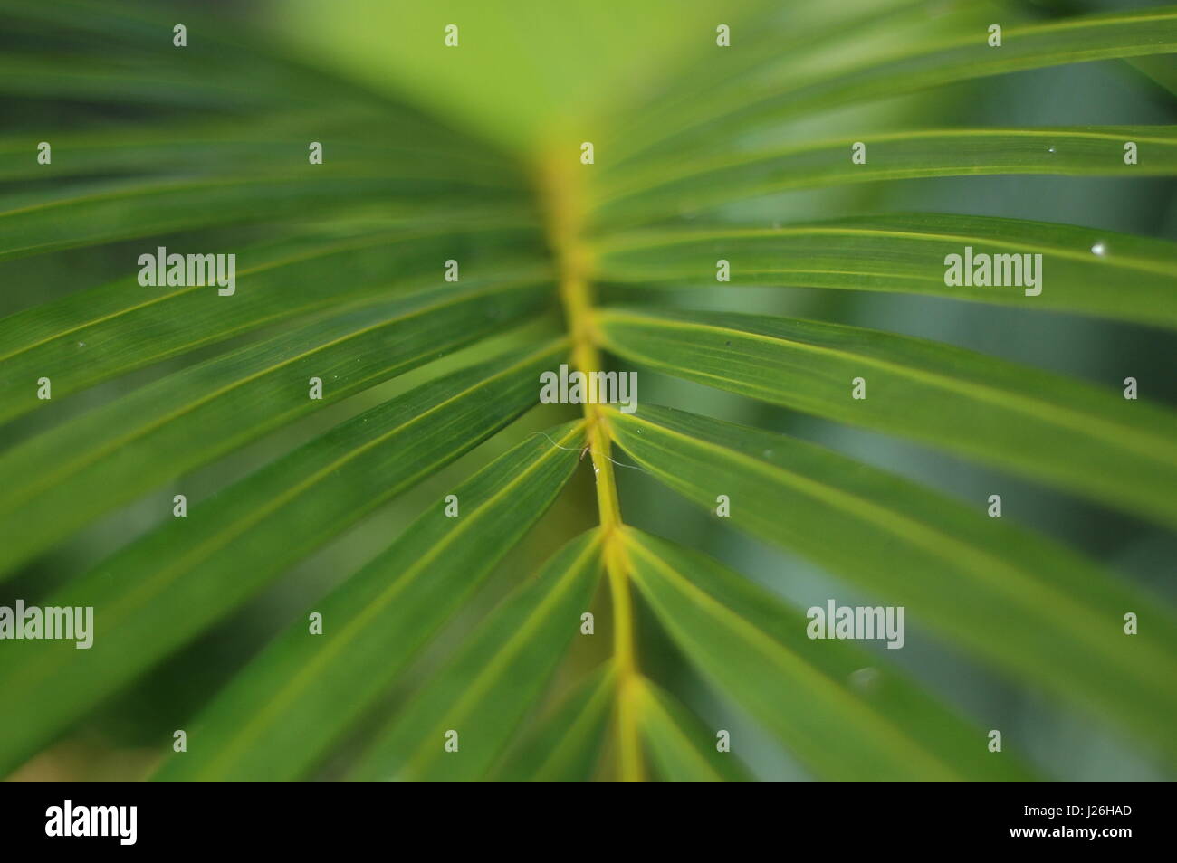 palm tree leaf Stock Photo - Alamy
