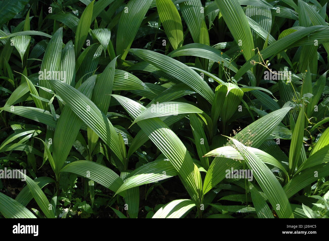 green garden in mauritius Stock Photo - Alamy