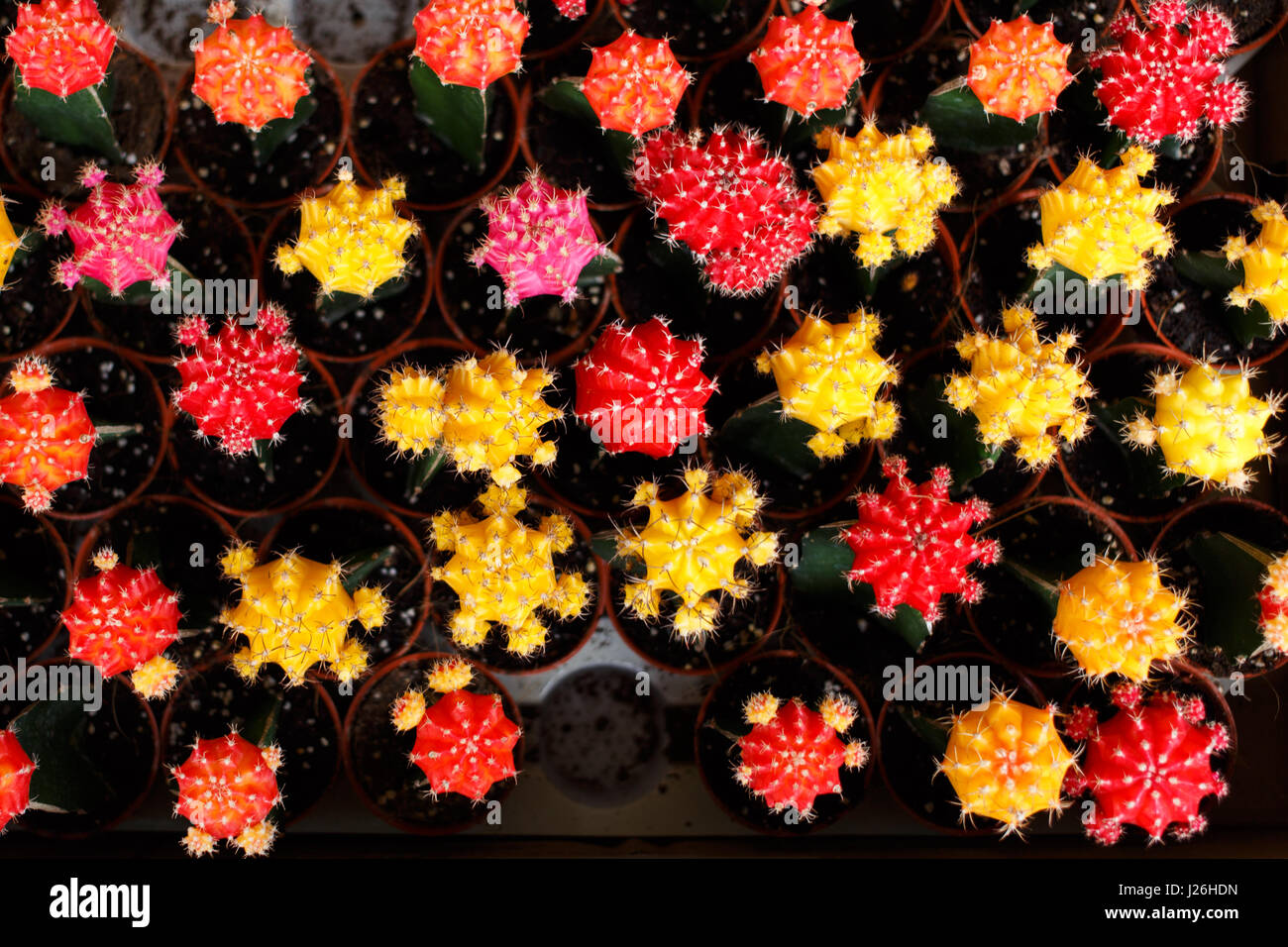 Photo of multi colored cactus from above Stock Photo - Alamy