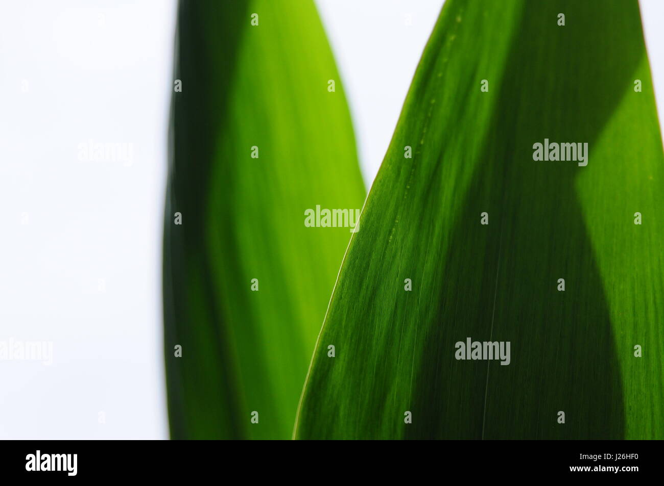 green plant in mauritius Stock Photo - Alamy