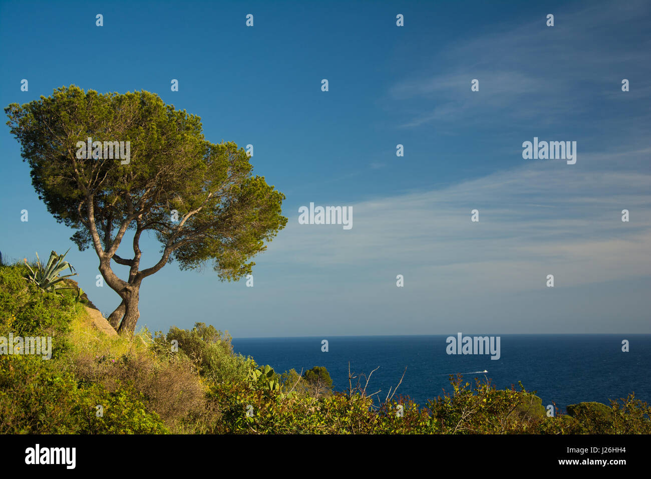 Isolated tree by the Mediterranean sea on the Costa Brava, Catalonia ...