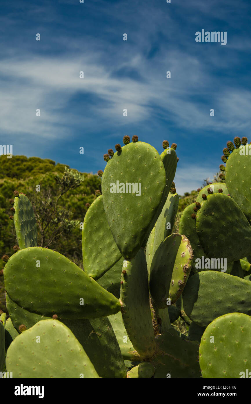 Cacti cluster against a blue sky background Stock Photo - Alamy