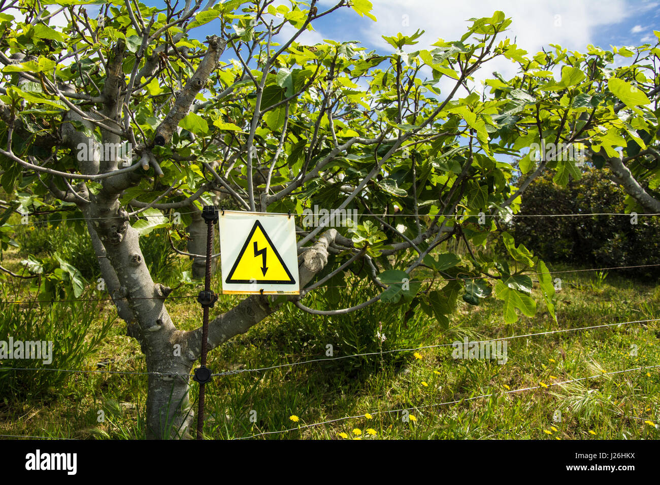Electric fencing protecting a field of fig trees Stock Photo - Alamy