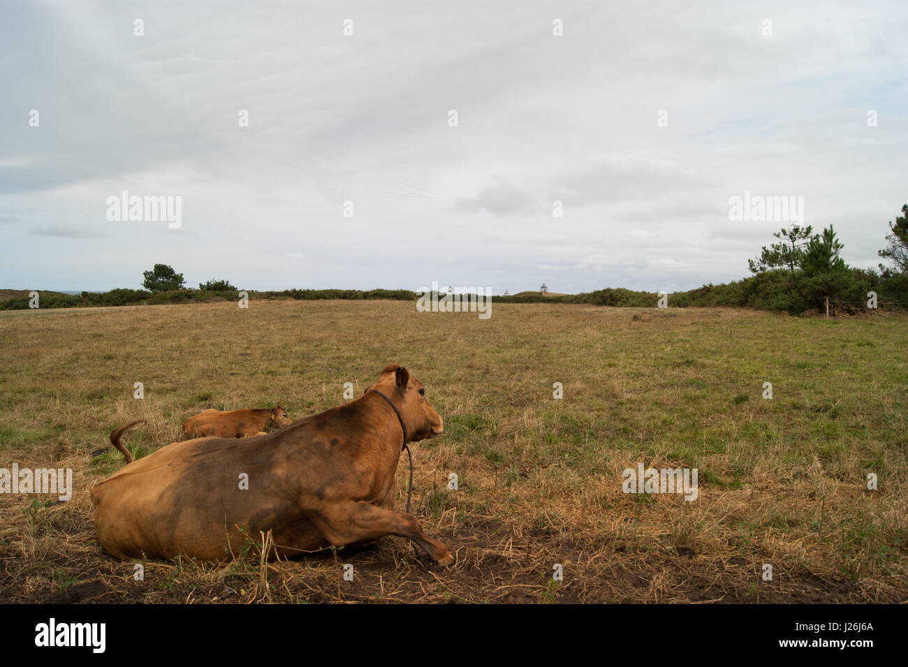 cows at country field Stock Photo - Alamy