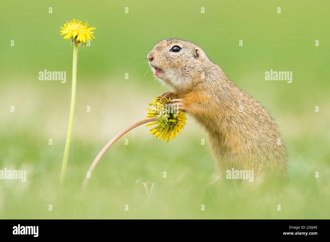 European ground squirrel (Spermophilus citellus) sniffing a Dandelion ...