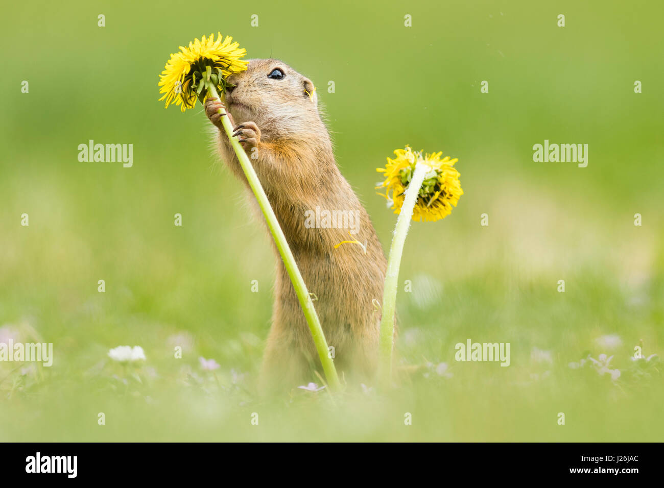 European ground squirrel (Spermophilus citellus) sniffing a Dandelion ...