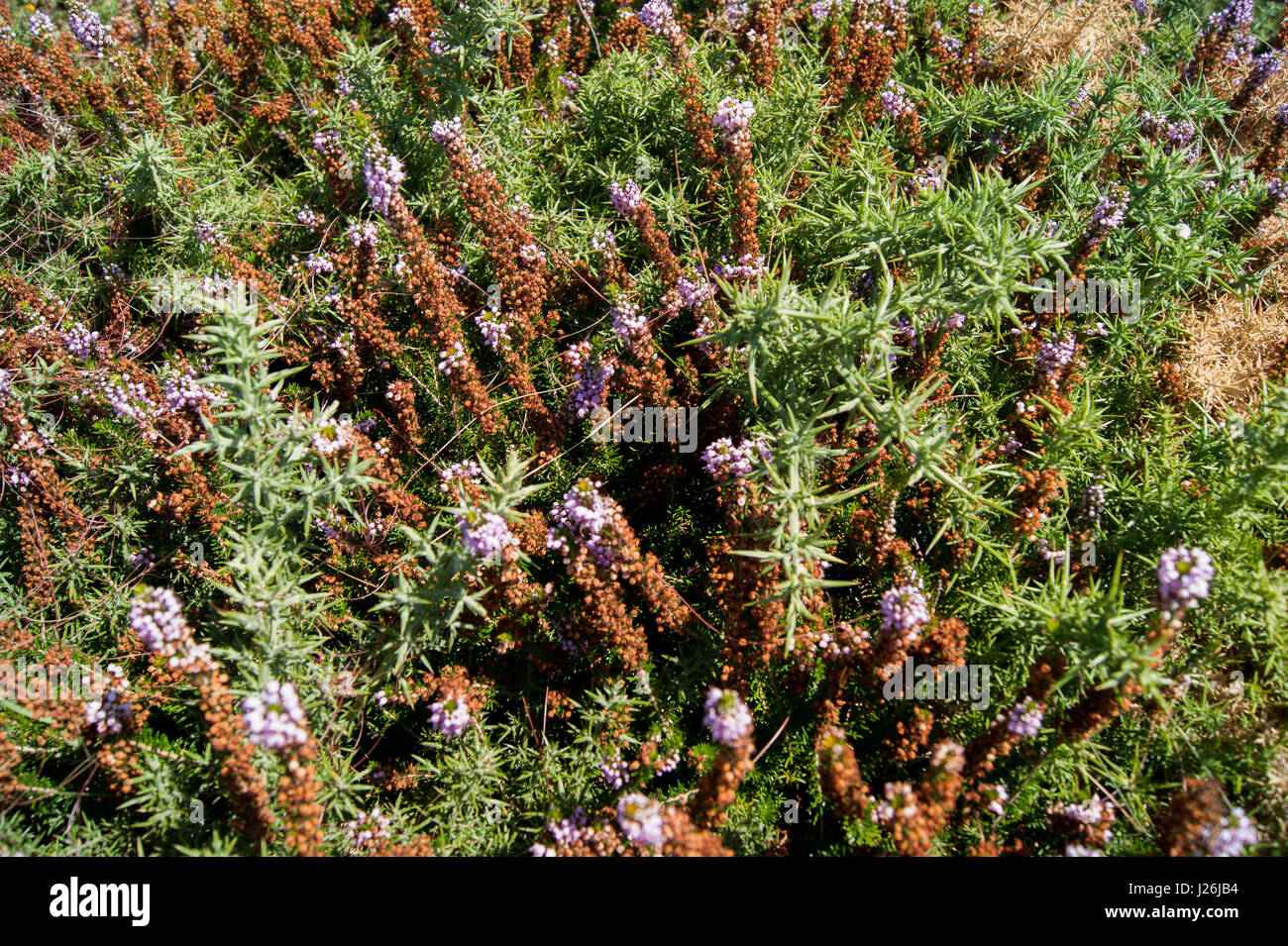different plants texture vegetation Stock Photo - Alamy