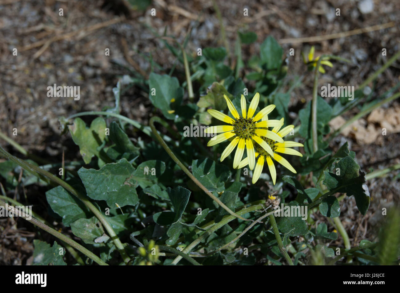 different plants texture vegetation Stock Photo - Alamy