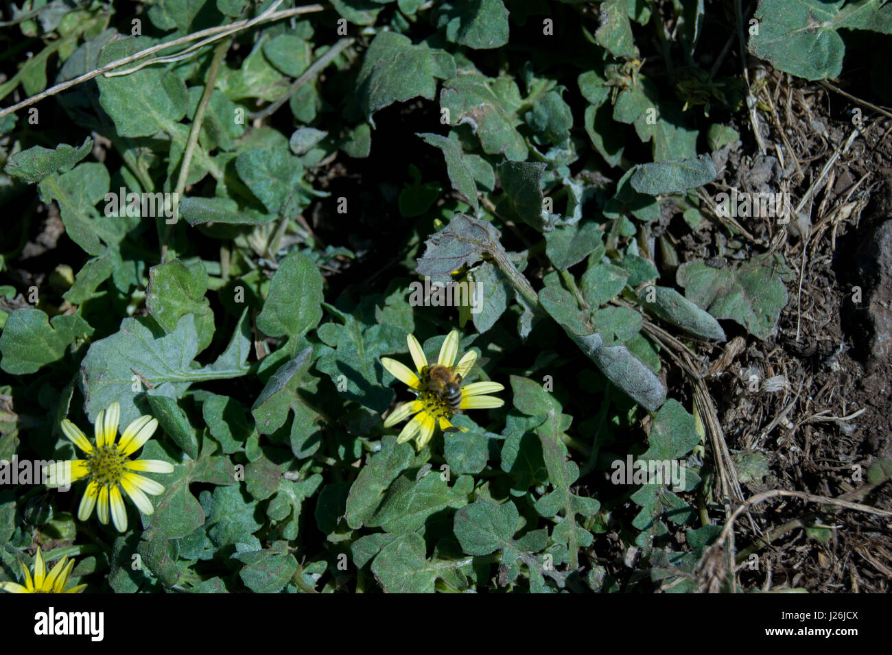 different plants texture vegetation Stock Photo - Alamy