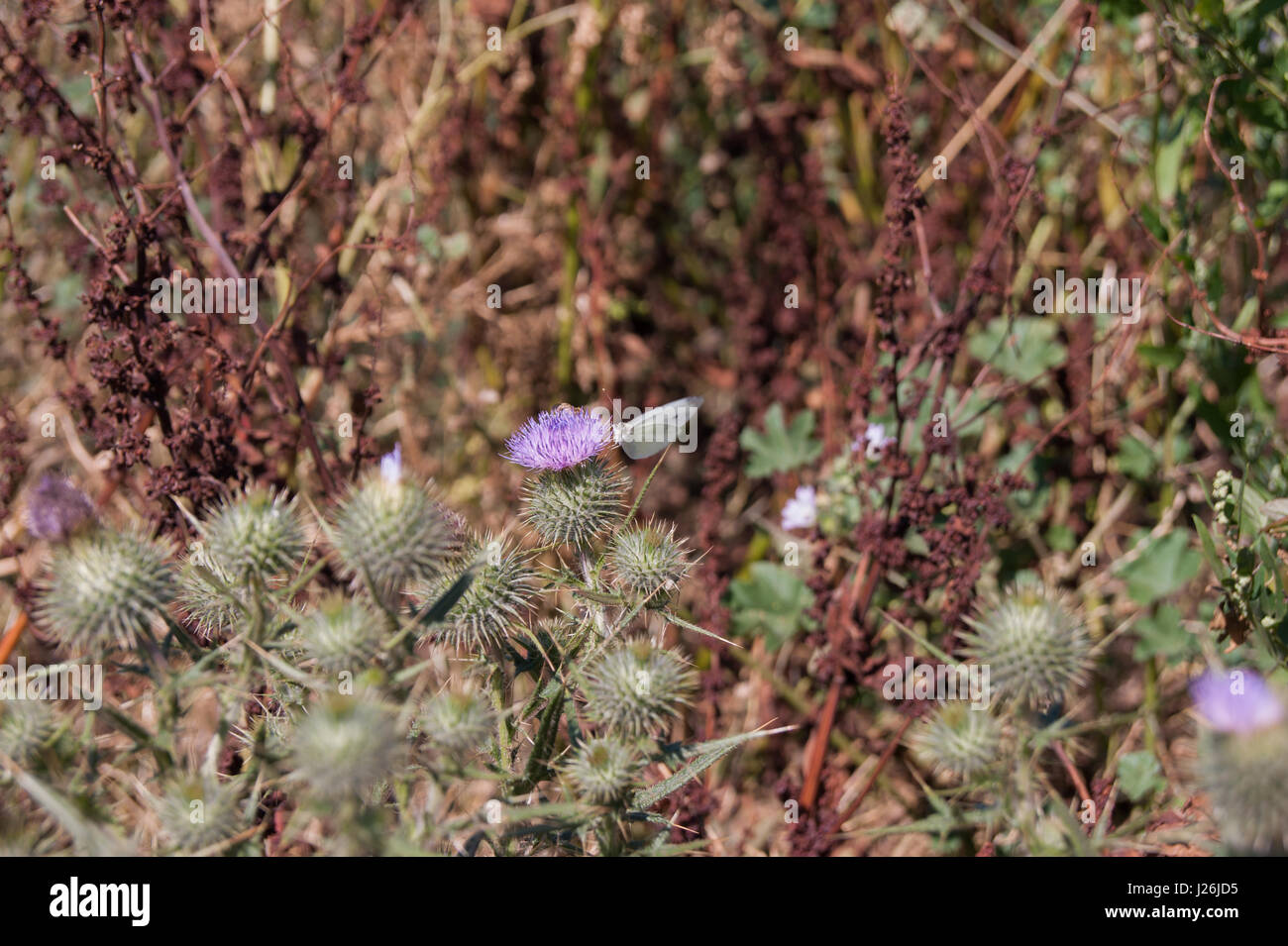 different plants texture vegetation Stock Photo - Alamy