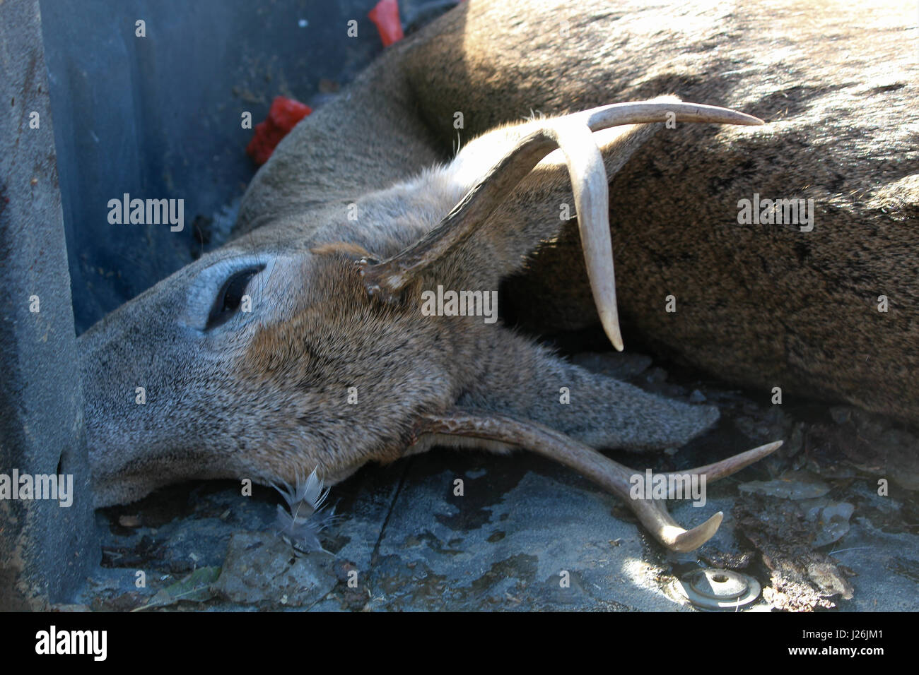 Fresh Deer Kill on the Back of a Truck Stock Photo - Alamy