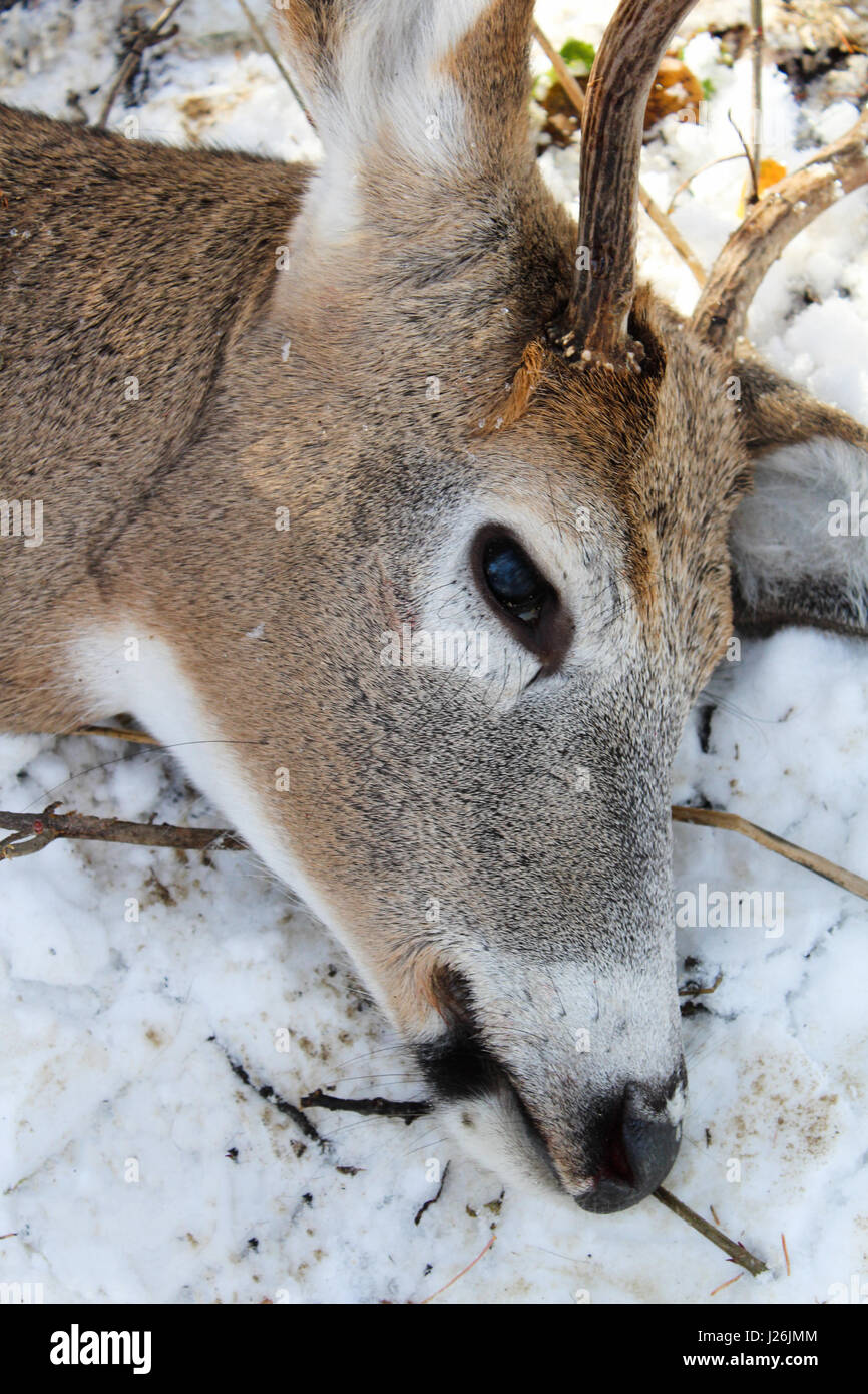 Fresh Dead Deer In Woods