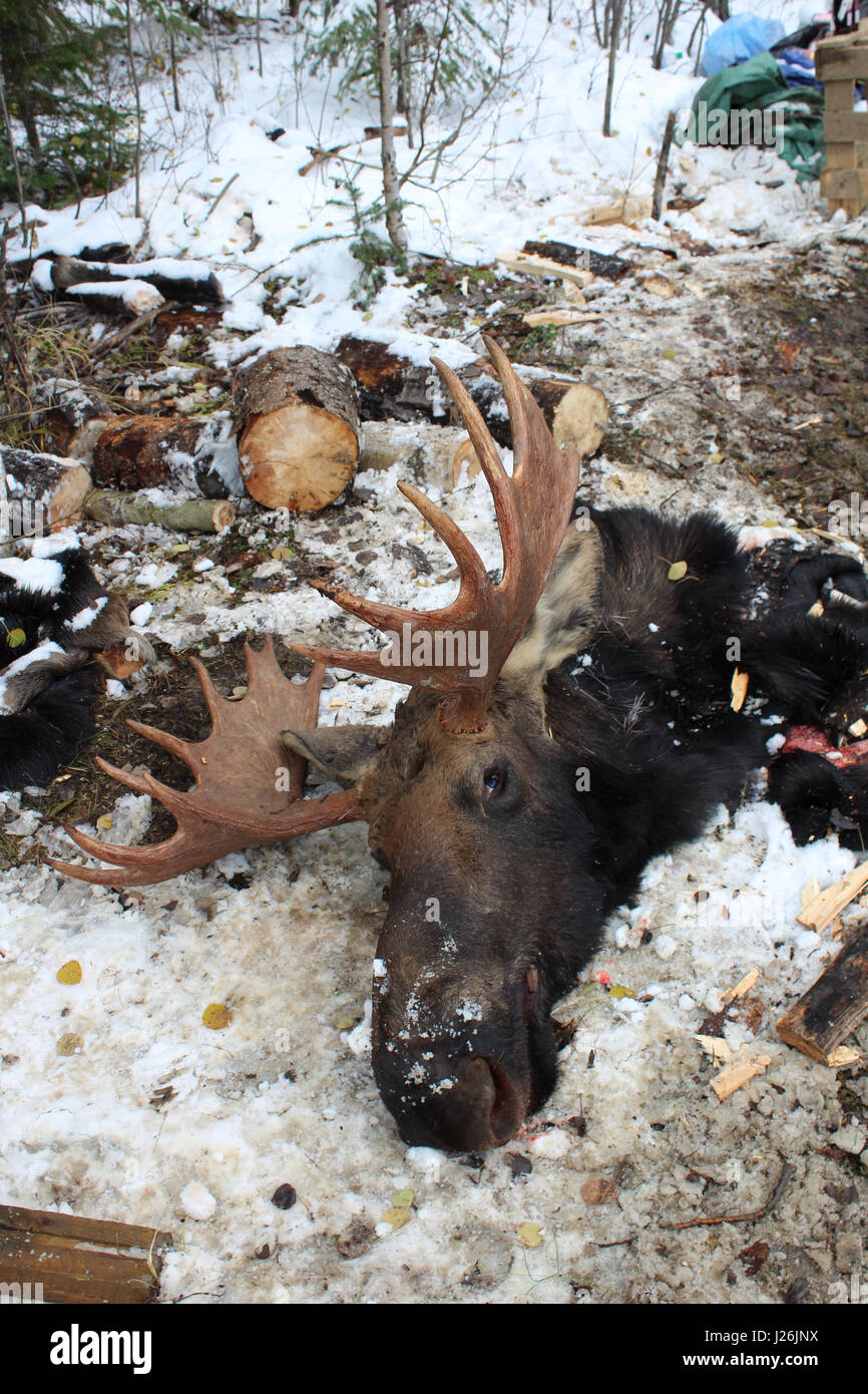 Moose Head and Antlers After Skinning Stock Photo - Alamy