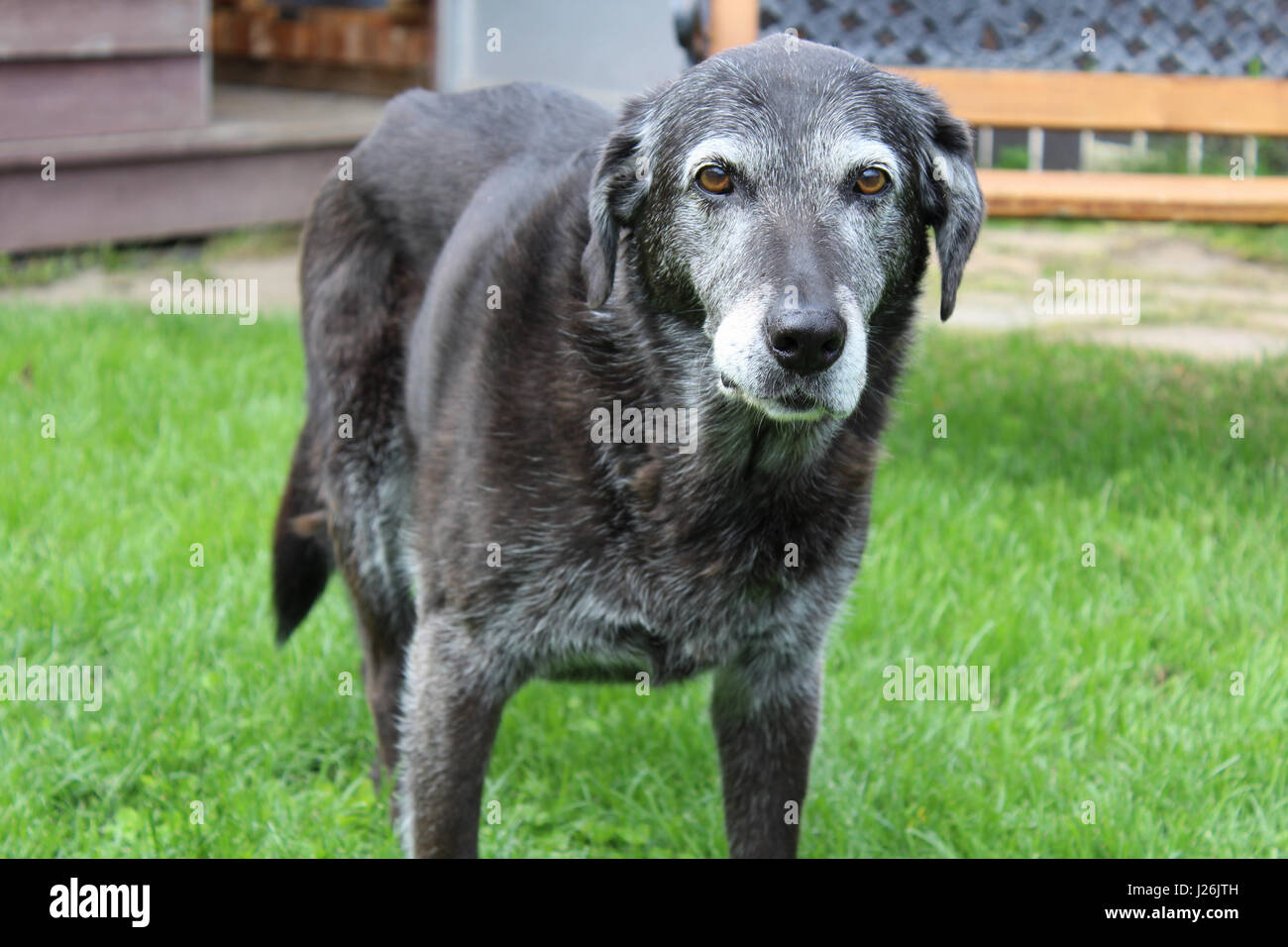 Face cute lazy old dog hi-res stock photography and images - Alamy