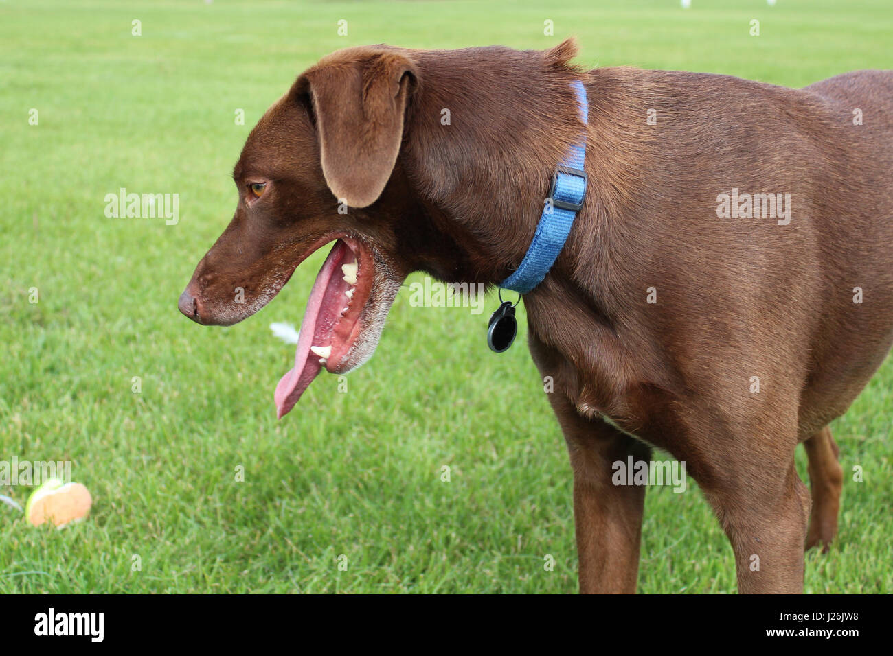 Playing Fetch at the Park Stock Photo - Alamy