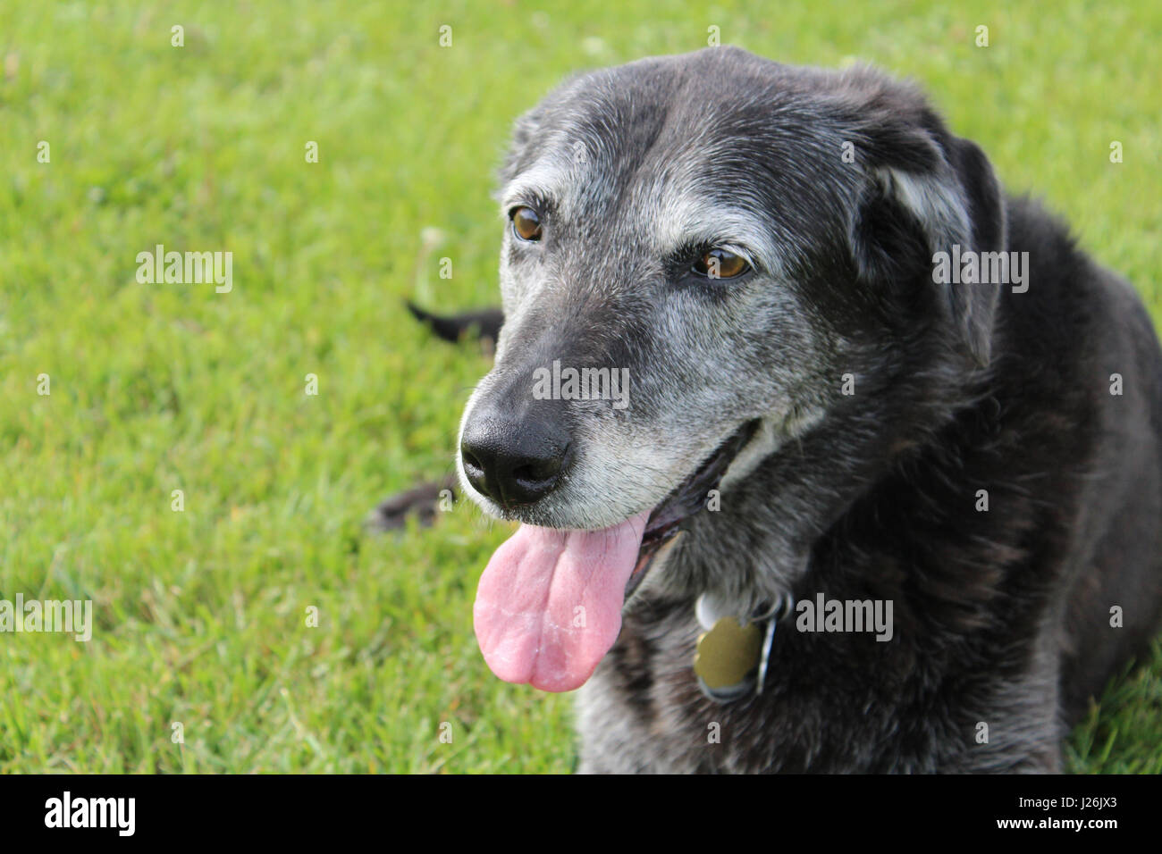 Senior Dog Taking a Break Stock Photo - Alamy