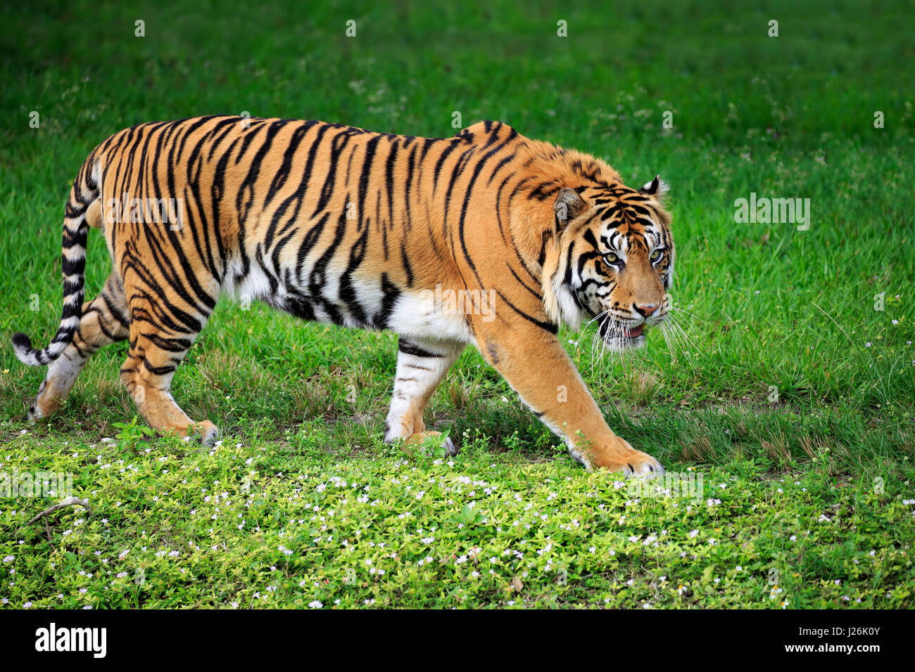 Sumatra tiger (Panthera tigris sumatrae), adult male running ...