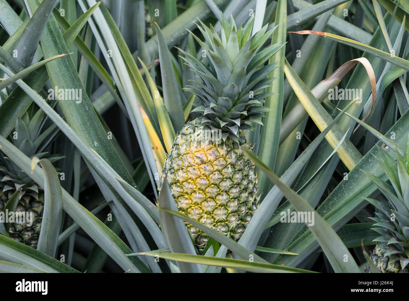 Pineapple field hi-res stock photography and images - Alamy