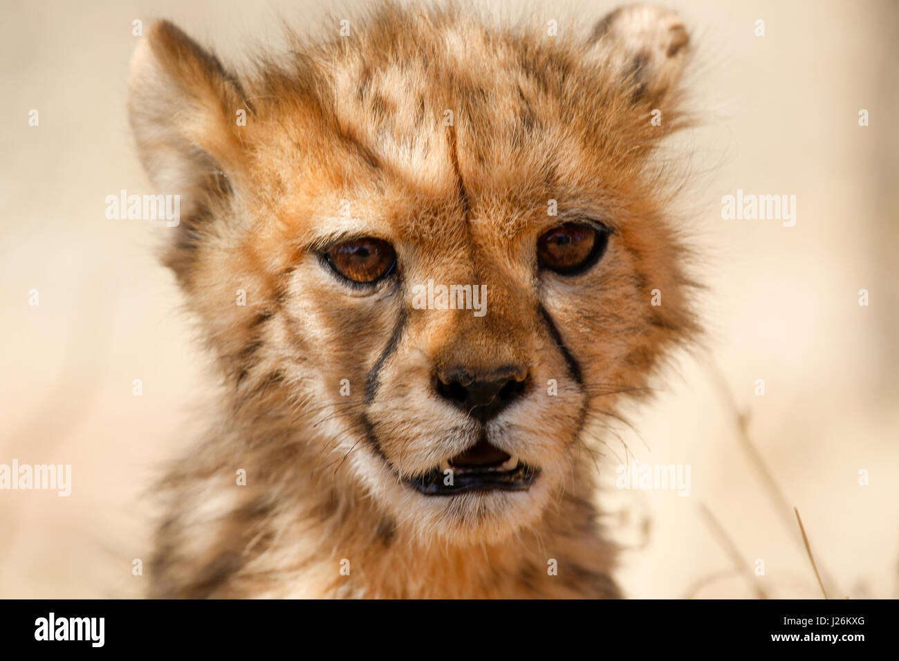 Baby cheetah hi-res stock photography and images - Alamy