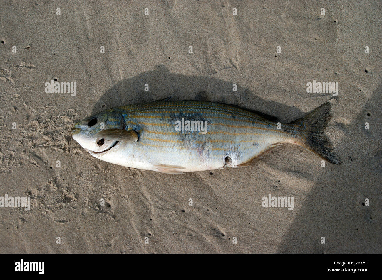 fish in the sun Stock Photo - Alamy