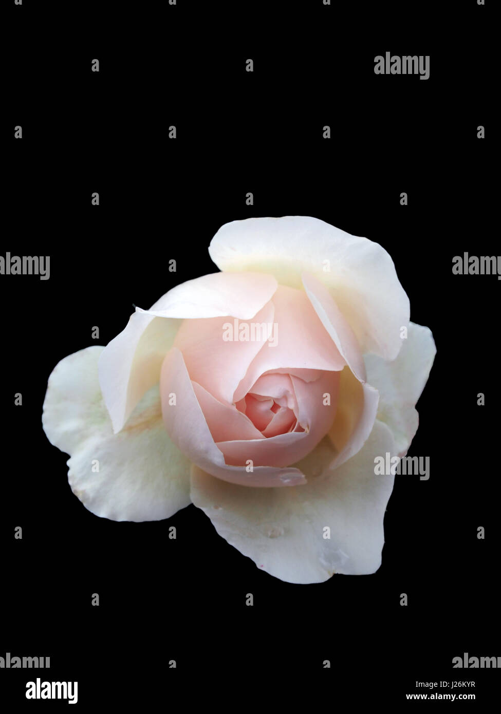 Single pale pink rose on black background Stock Photo - Alamy