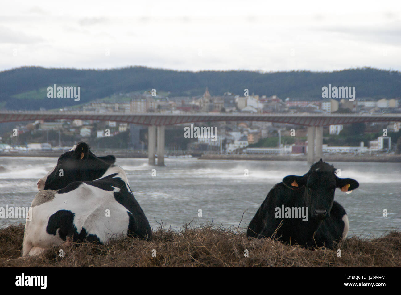 A cow with a village at the horizon Stock Photo - Alamy