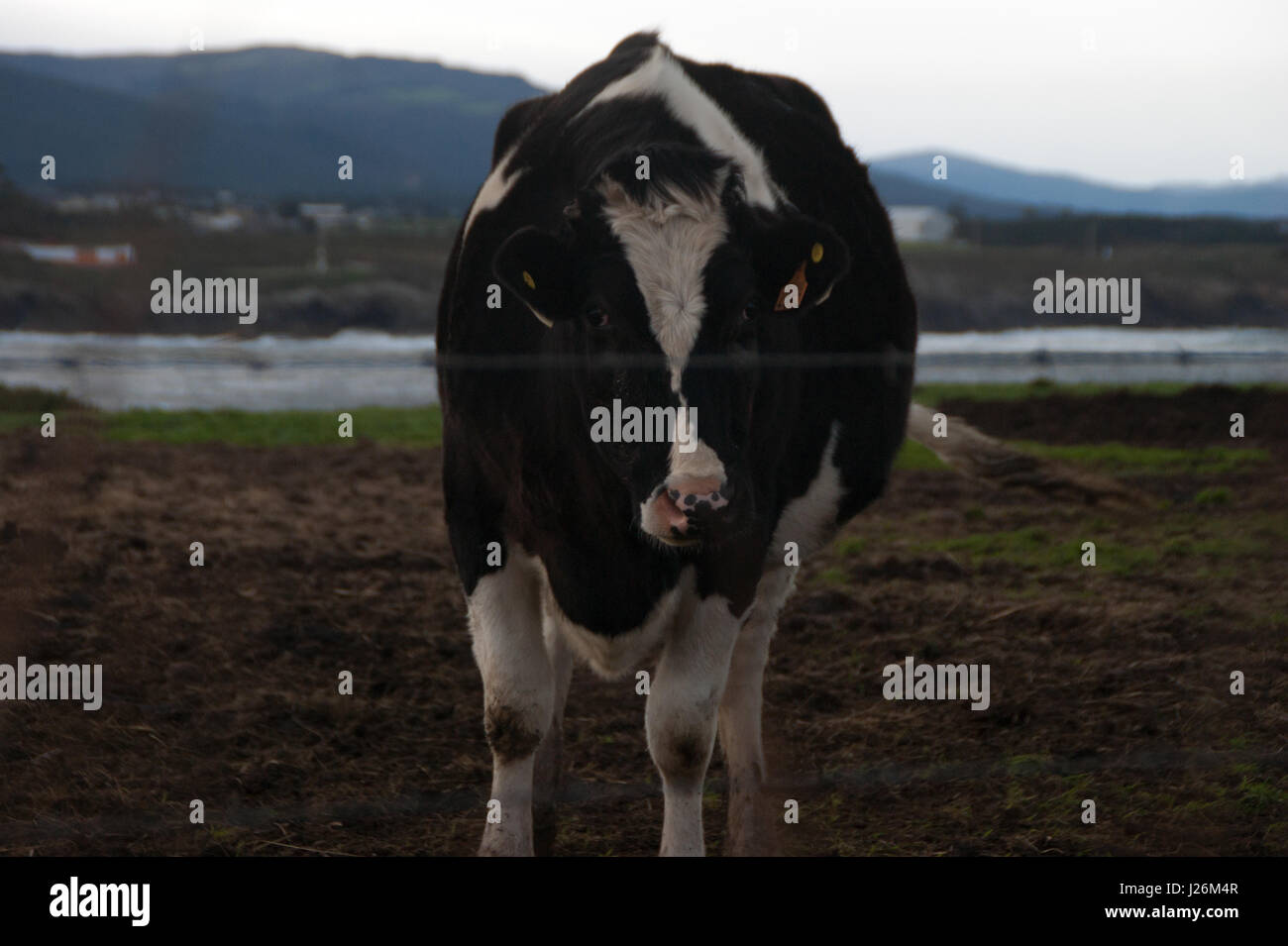 A cow with a village at the horizon Stock Photo - Alamy