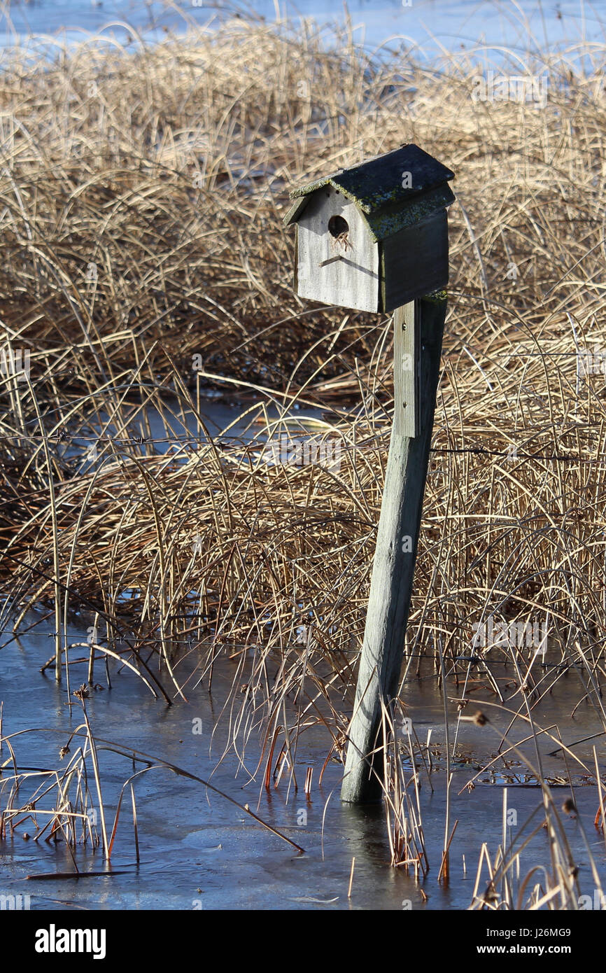 Bird House with reeds in the background Stock Photo - Alamy