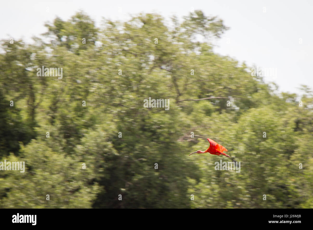 Guara bird hi-res stock photography and images - Alamy